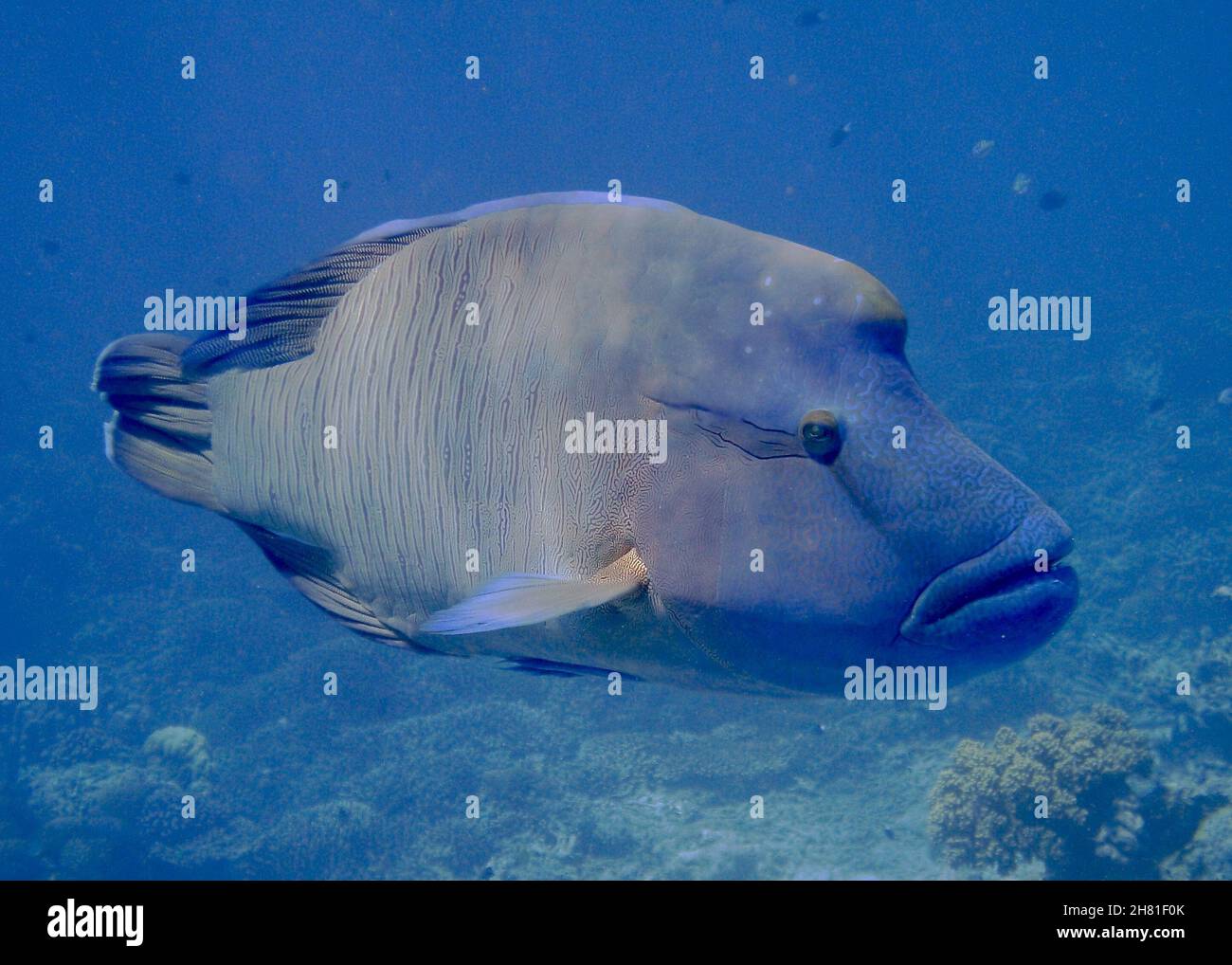 Mauri fish near Sipadan Island in Malaysia Stock Photo - Alamy