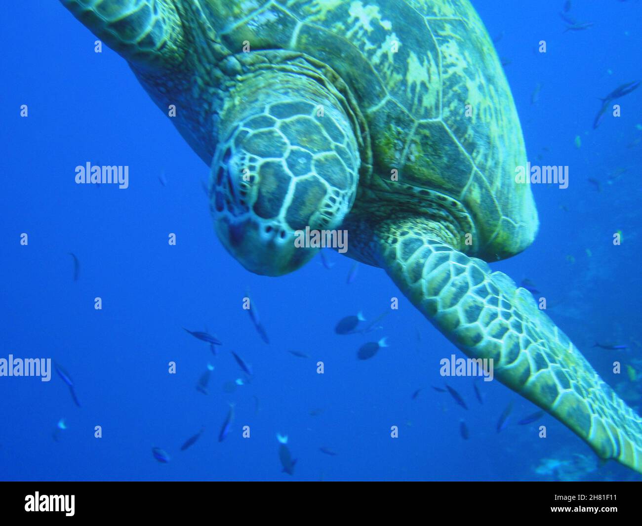 Sea turtle near the Sipadan island in Malaysia Stock Photo - Alamy
