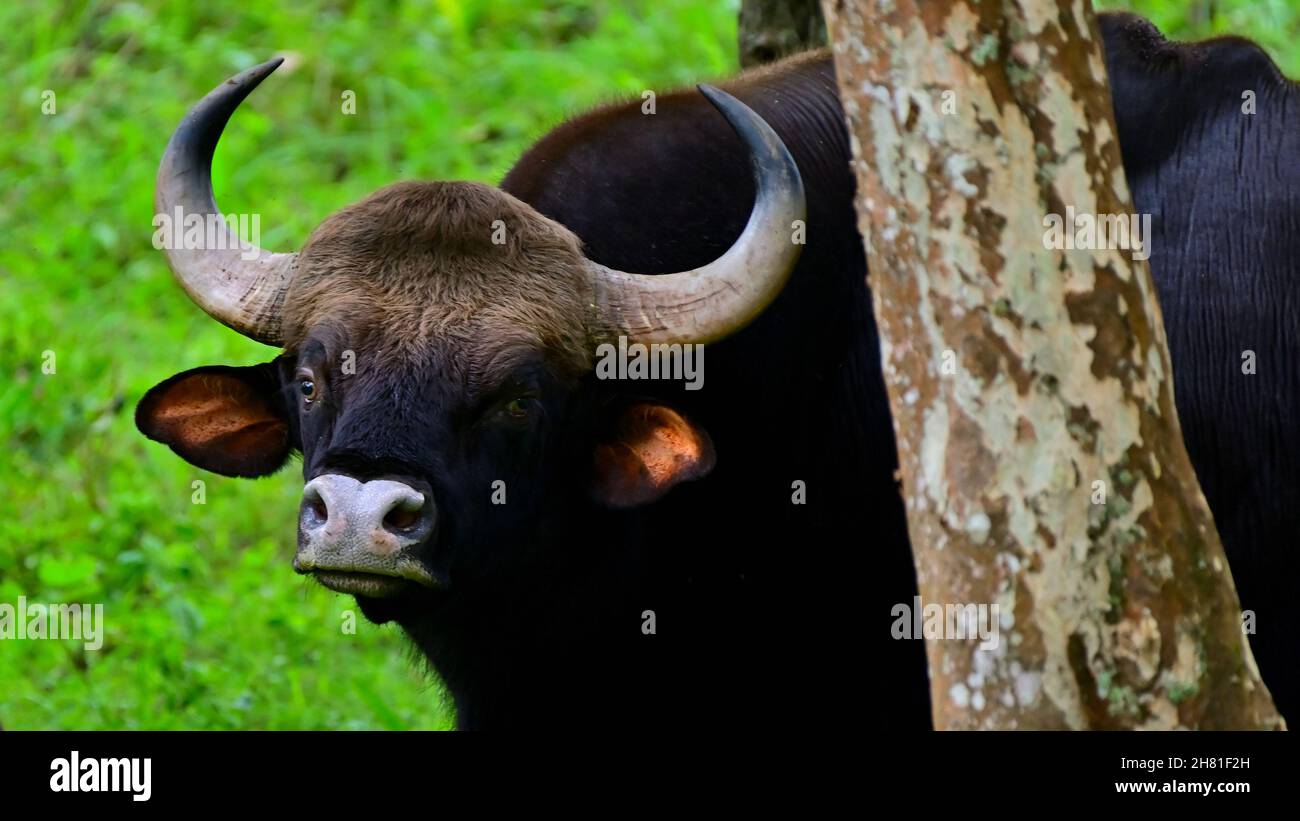 Indian Gaur or Indian bison grazing in the meadow Stock Photo - Alamy