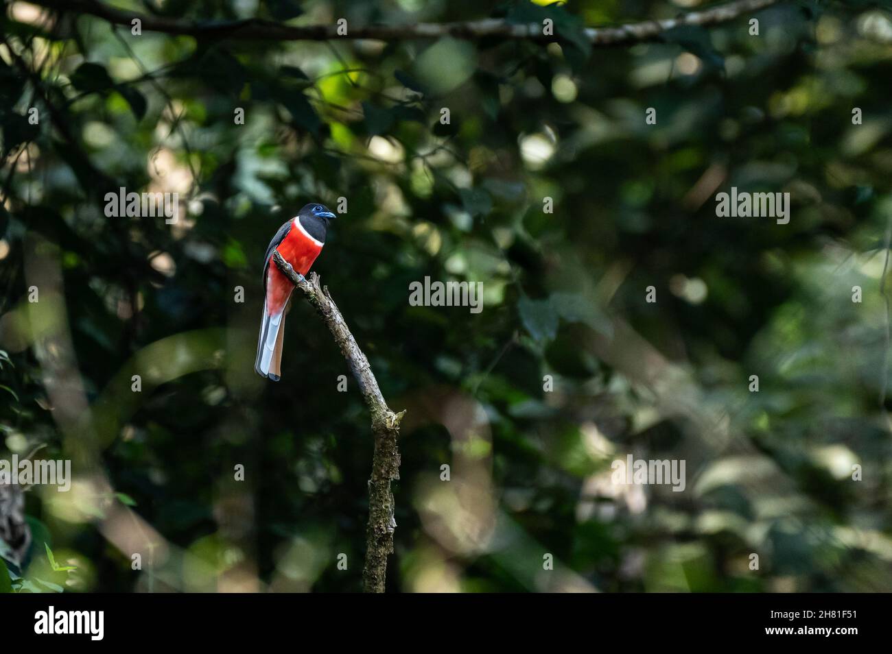 Red-whiskered bulbul (Pycnonotus jocosus), or crested bulbul on a tree ...