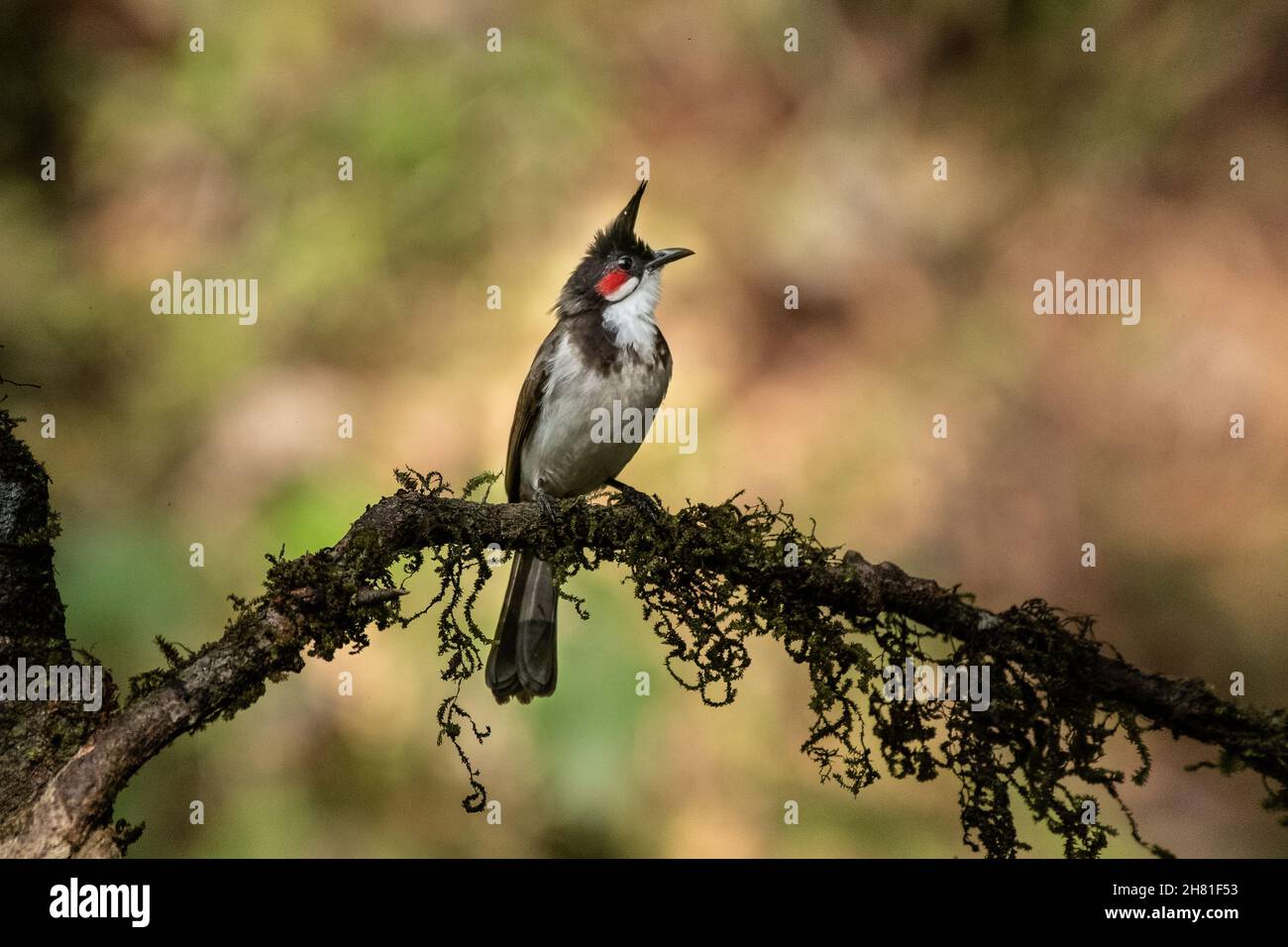 Red-whiskered bulbul (Pycnonotus jocosus), or crested bulbul on a tree ...