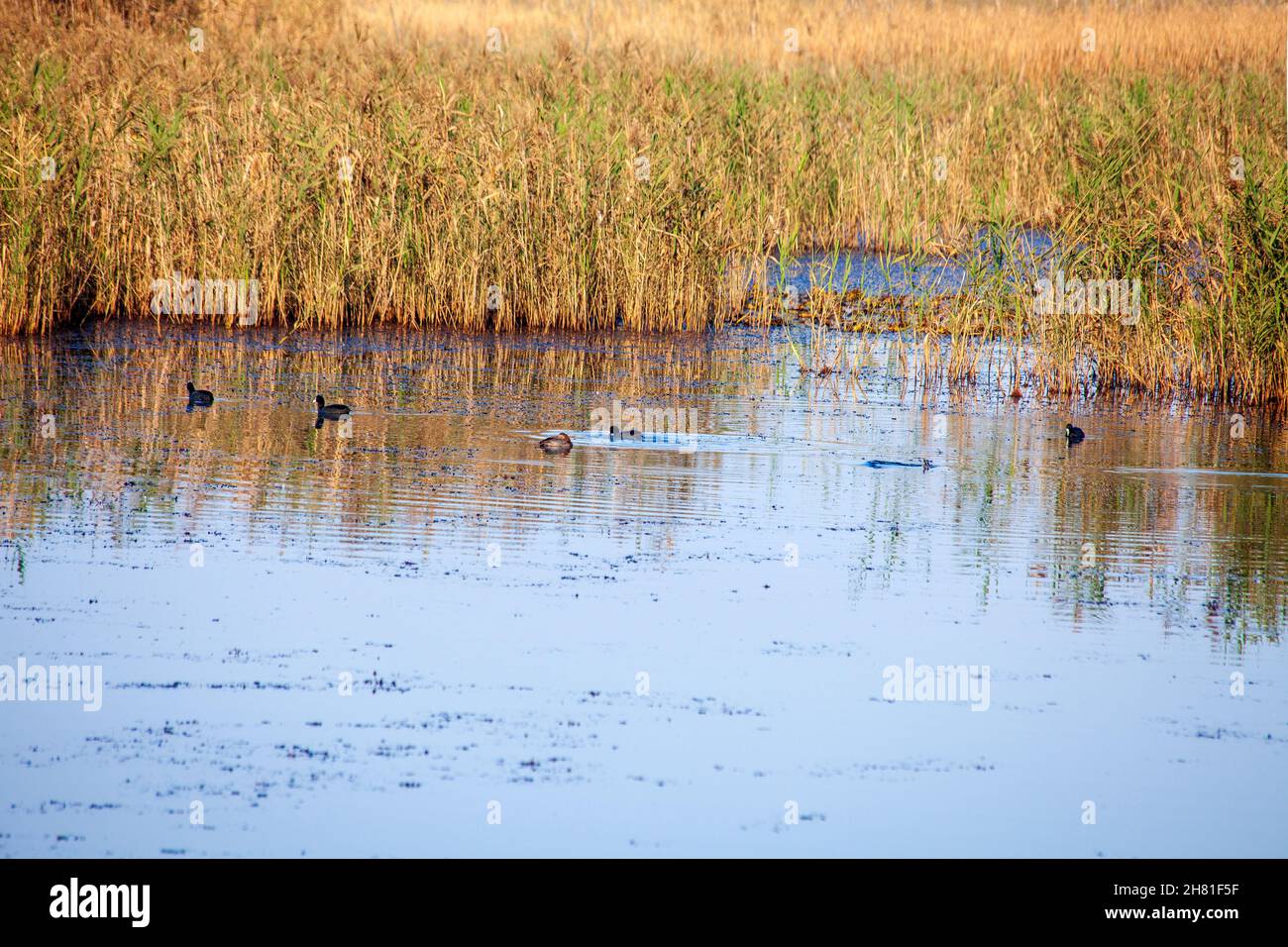 Swamp beds hi-res stock photography and images - Alamy