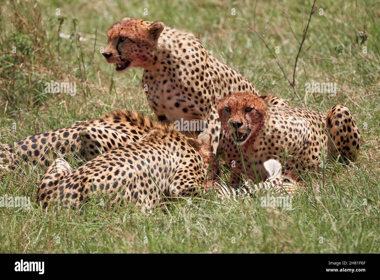 Four cheetahs eating zebra after hunting in Masai Mara Safaris Stock ...