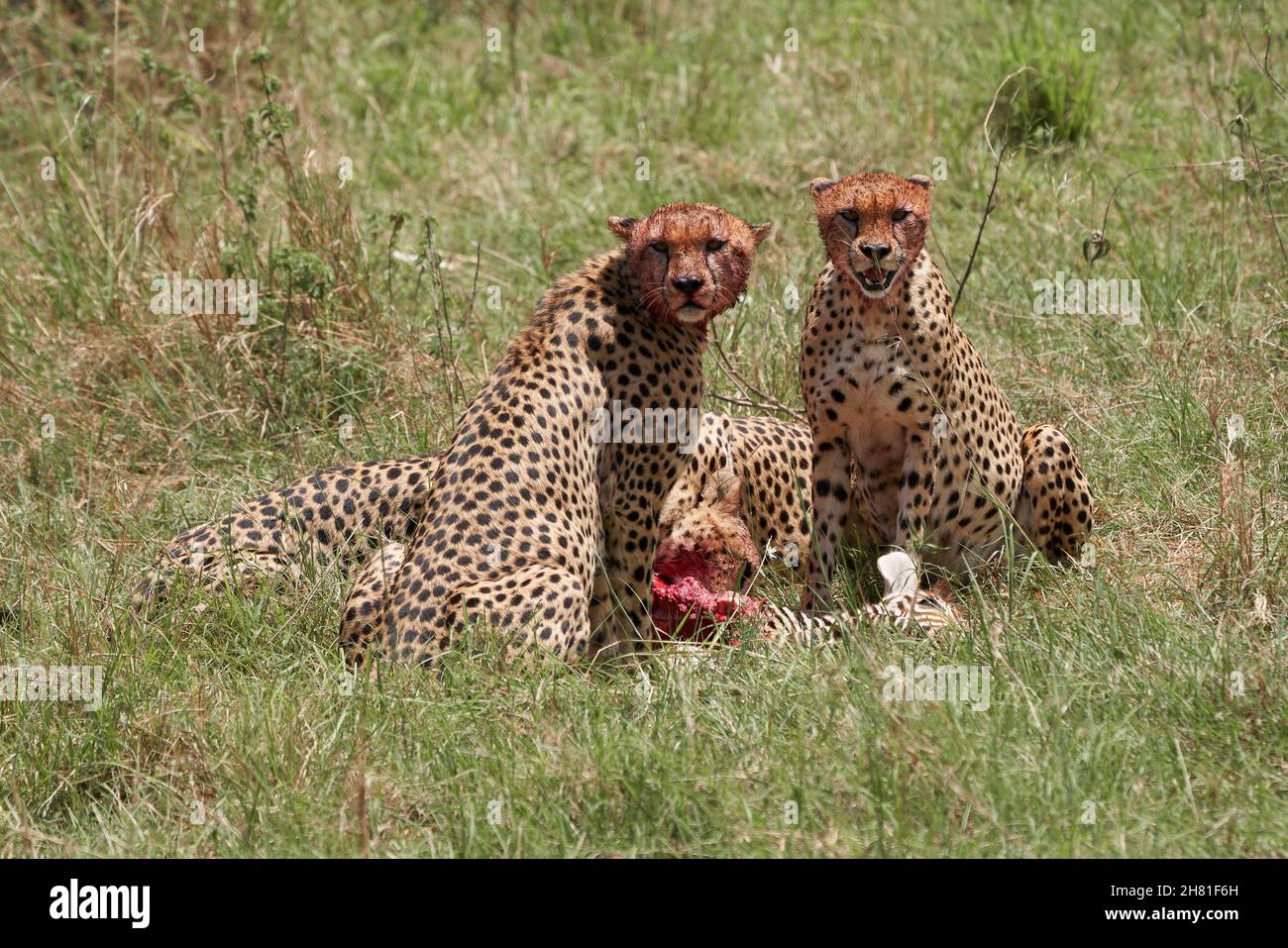 Landscape view of Masai Mara Safaris and cheetahs eating zebra after ...