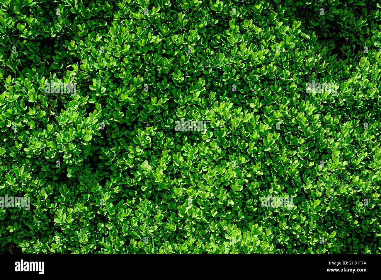 Textured natural background of many green leaves in shrubs that grow in ...
