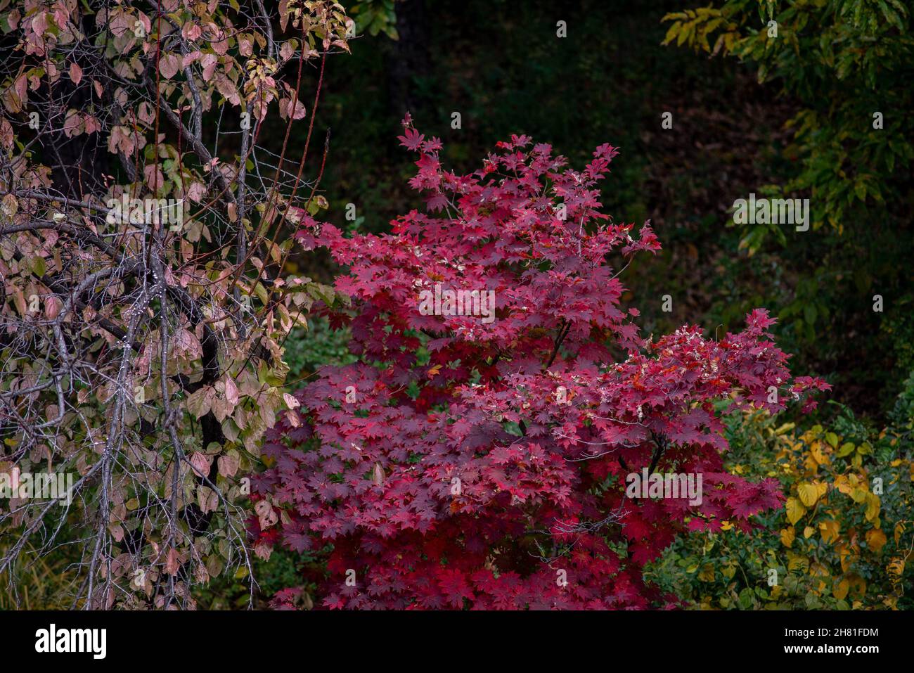 Small bright red autumn tree in a park Stock Photo - Alamy