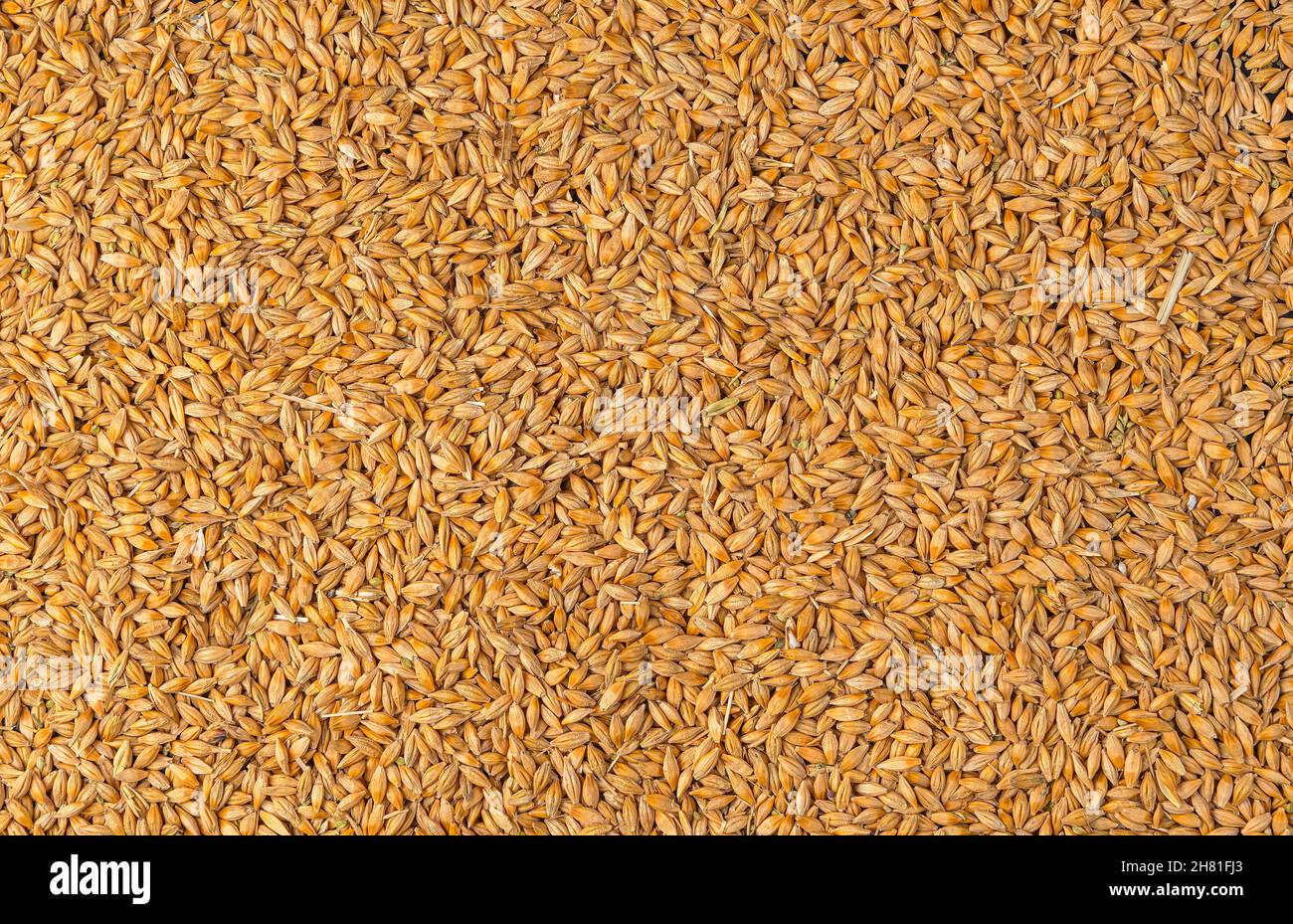 Background with wheat grains. Top view, horizontal, copy space Stock ...