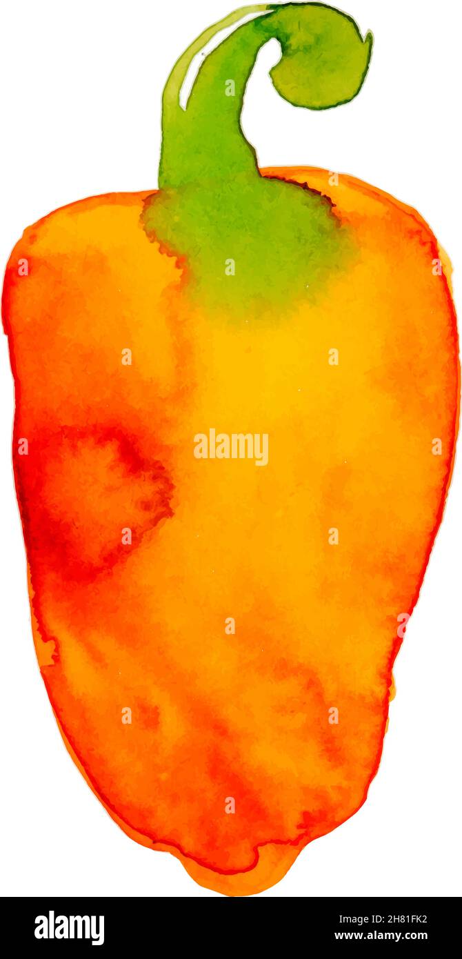 Yellow bell pepper. Hand drawn watercolor painting on white background ...