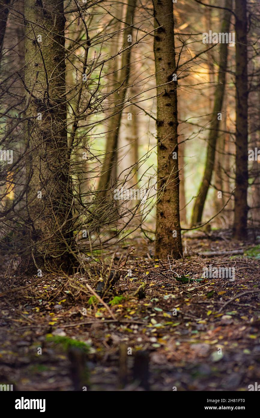 Insuperable strange fall night background. Fall autumn occulture wild ...