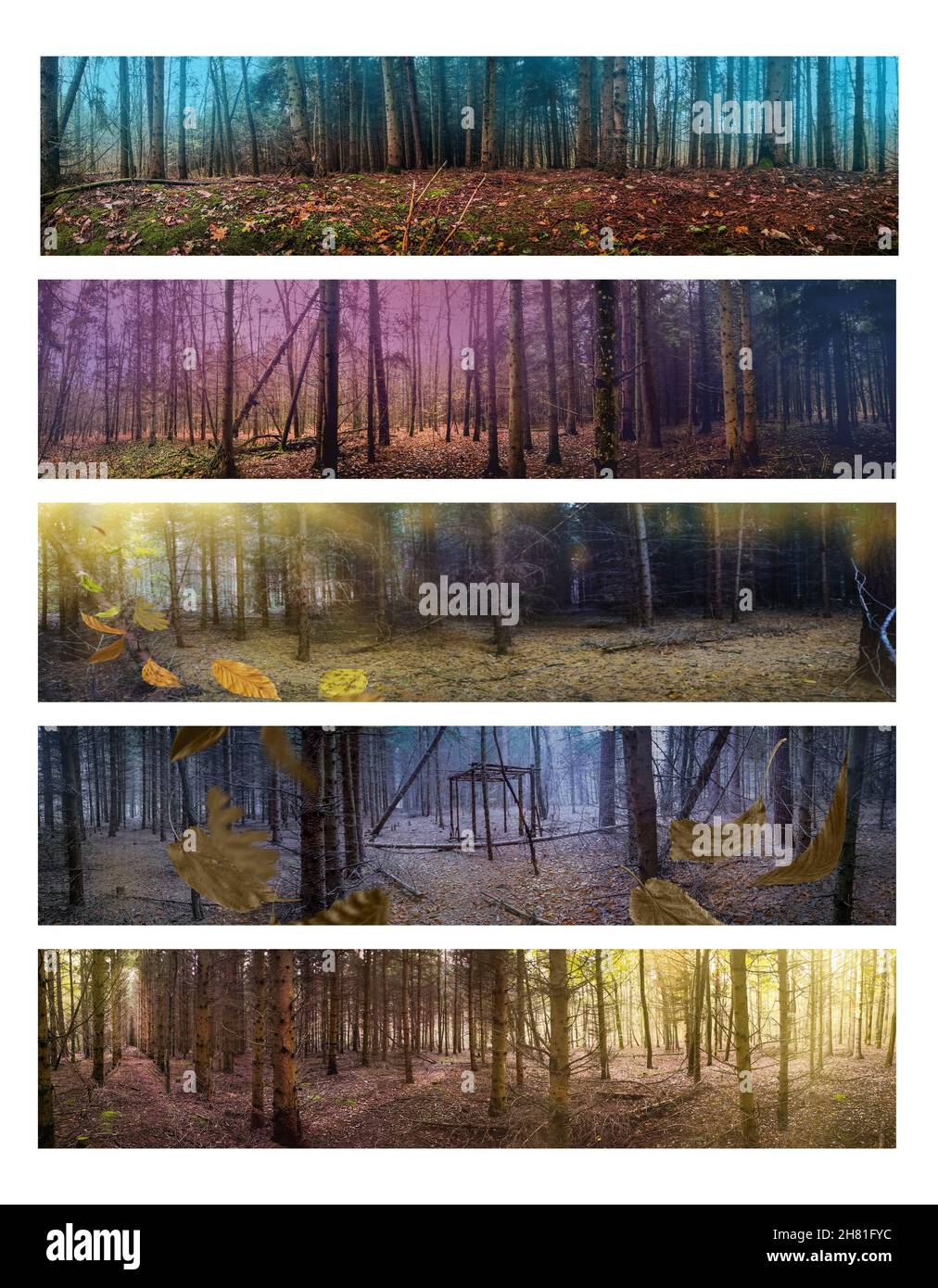 Colorful foliage in strange fall forest with magical atmosphere ...