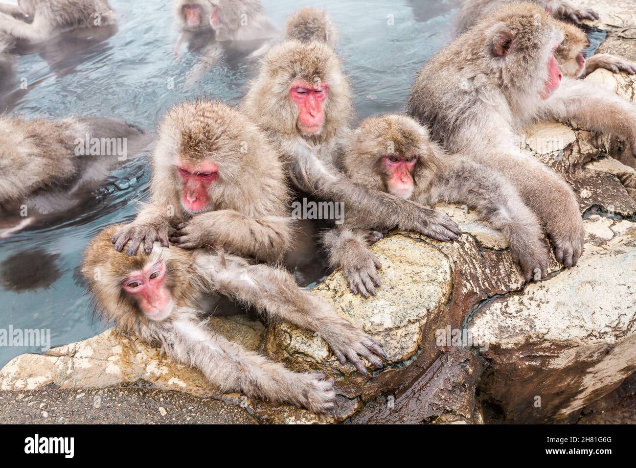 Group of snow monkeys sitting in a hot spring, Japan Stock Photo - Alamy