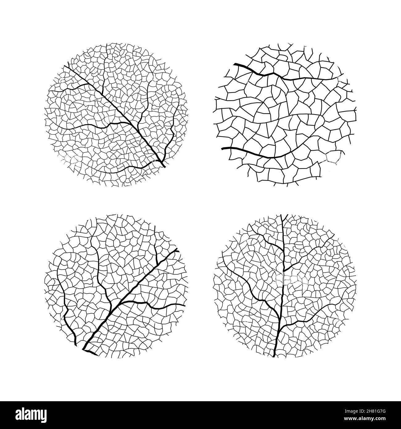 Leaf vein vector texture isolated transparent autumn black detail ...