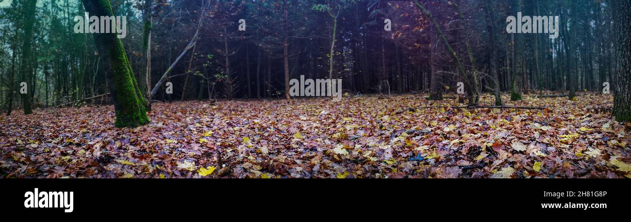 Spooky autumn forest wide horizontal format banner. Web header template ...
