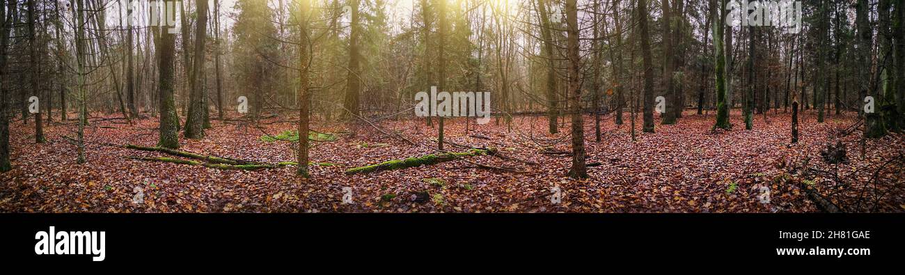 Dark scary autumn forest panoramic banner background. Spooky autumn ...