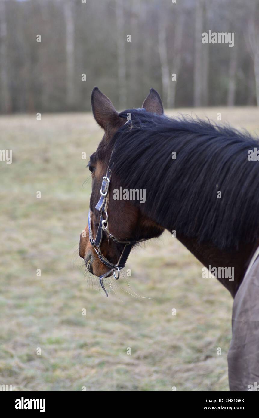 Horse Portrait, from back view Stock Photo - Alamy