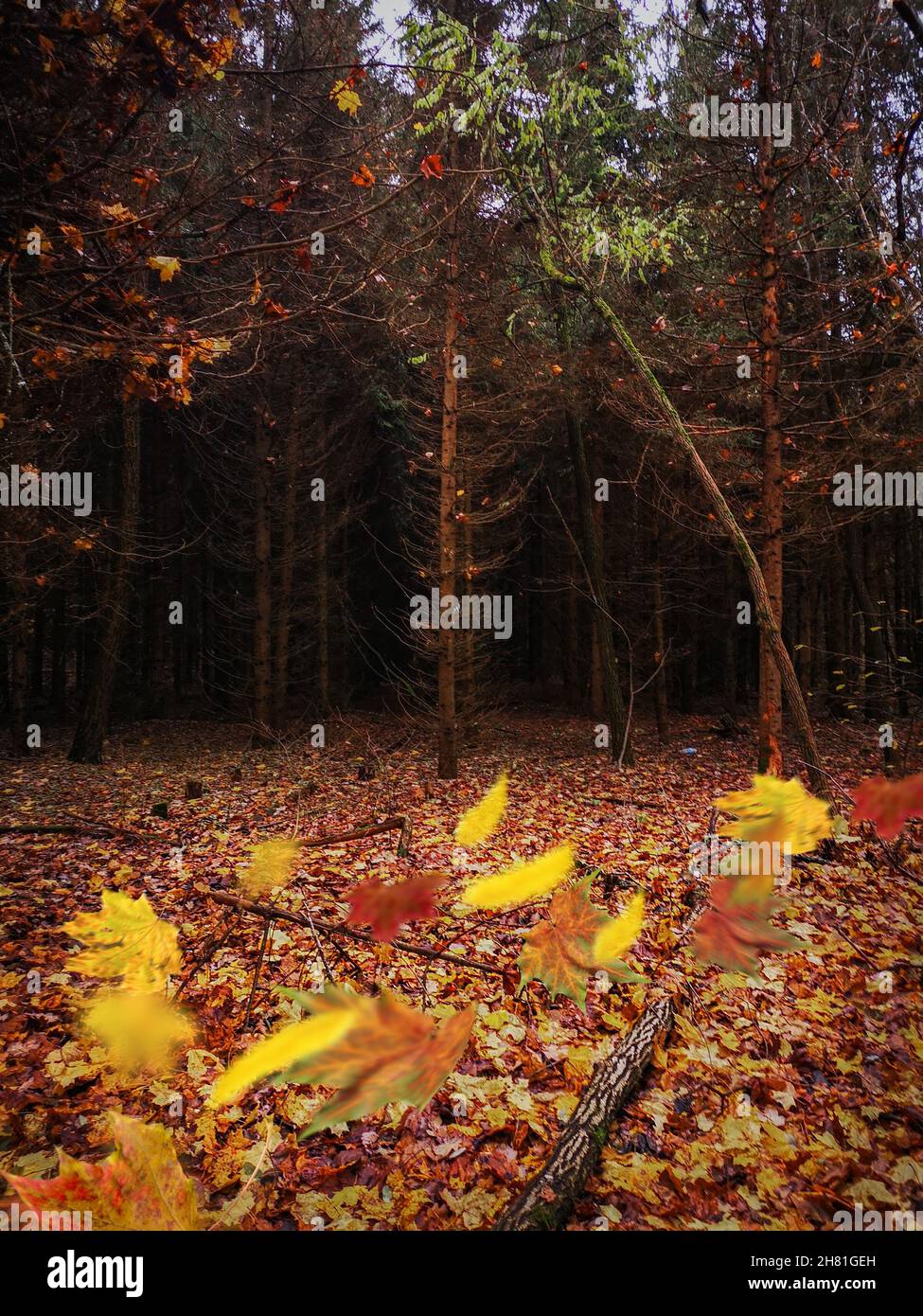 Divine dense dark fall forest with yellow colorful leaves. Autumn fall ...