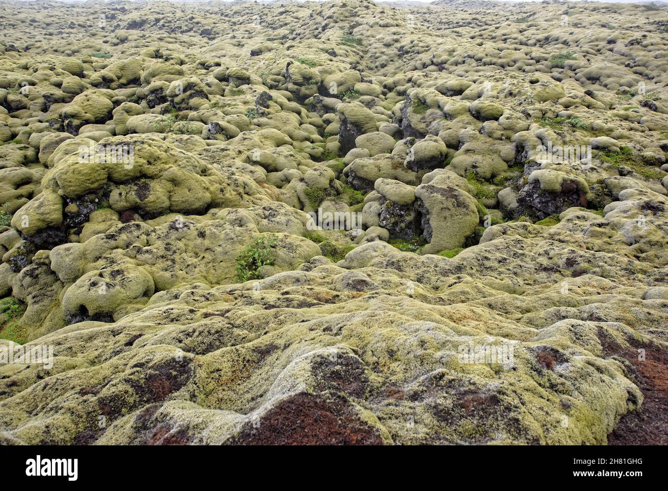 Bizarre lava formations surrounded by cotton grass, Skaelingar mountain ...