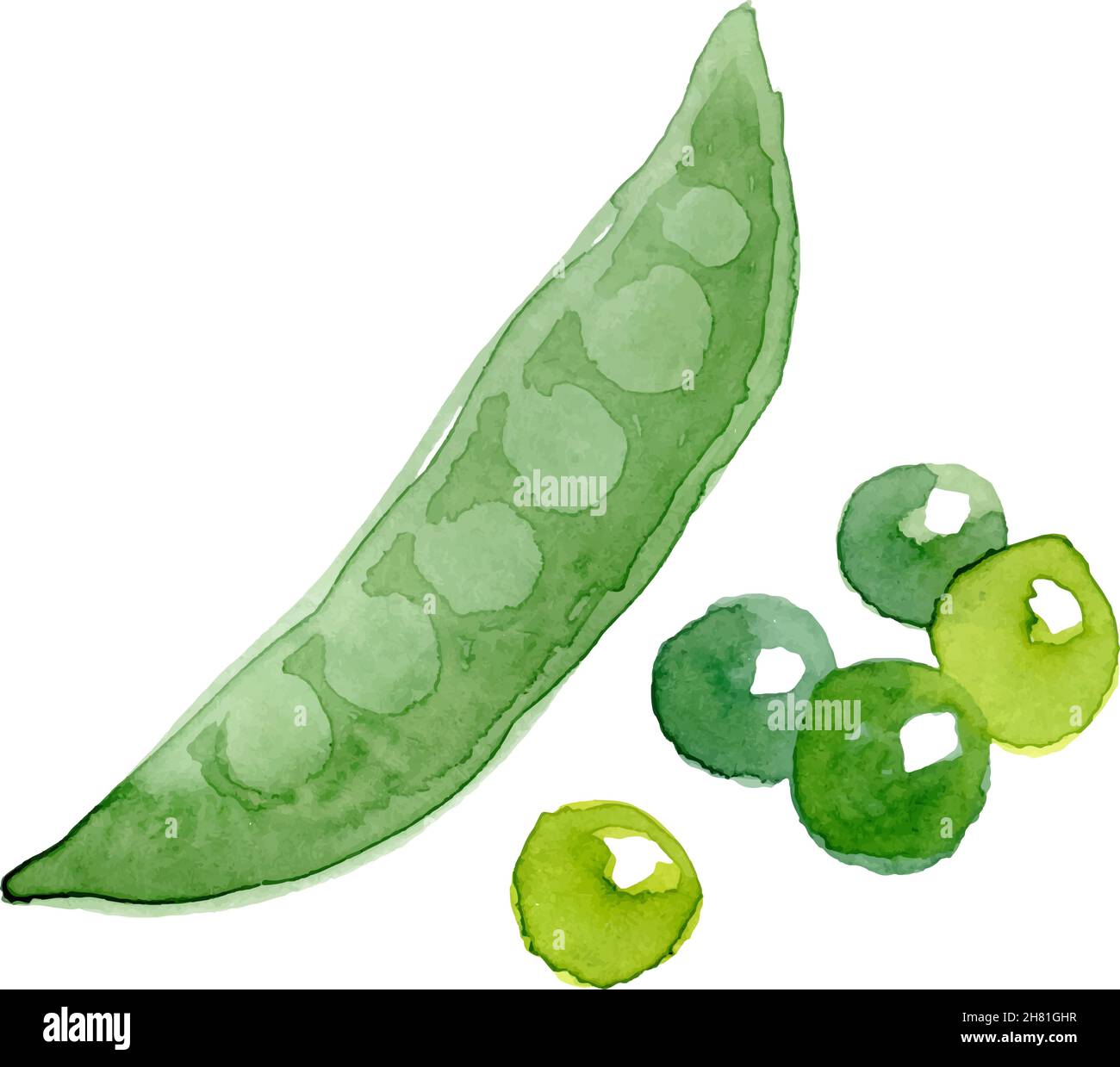 Pea pod. Hand drawn watercolor painting on white background, vector ...