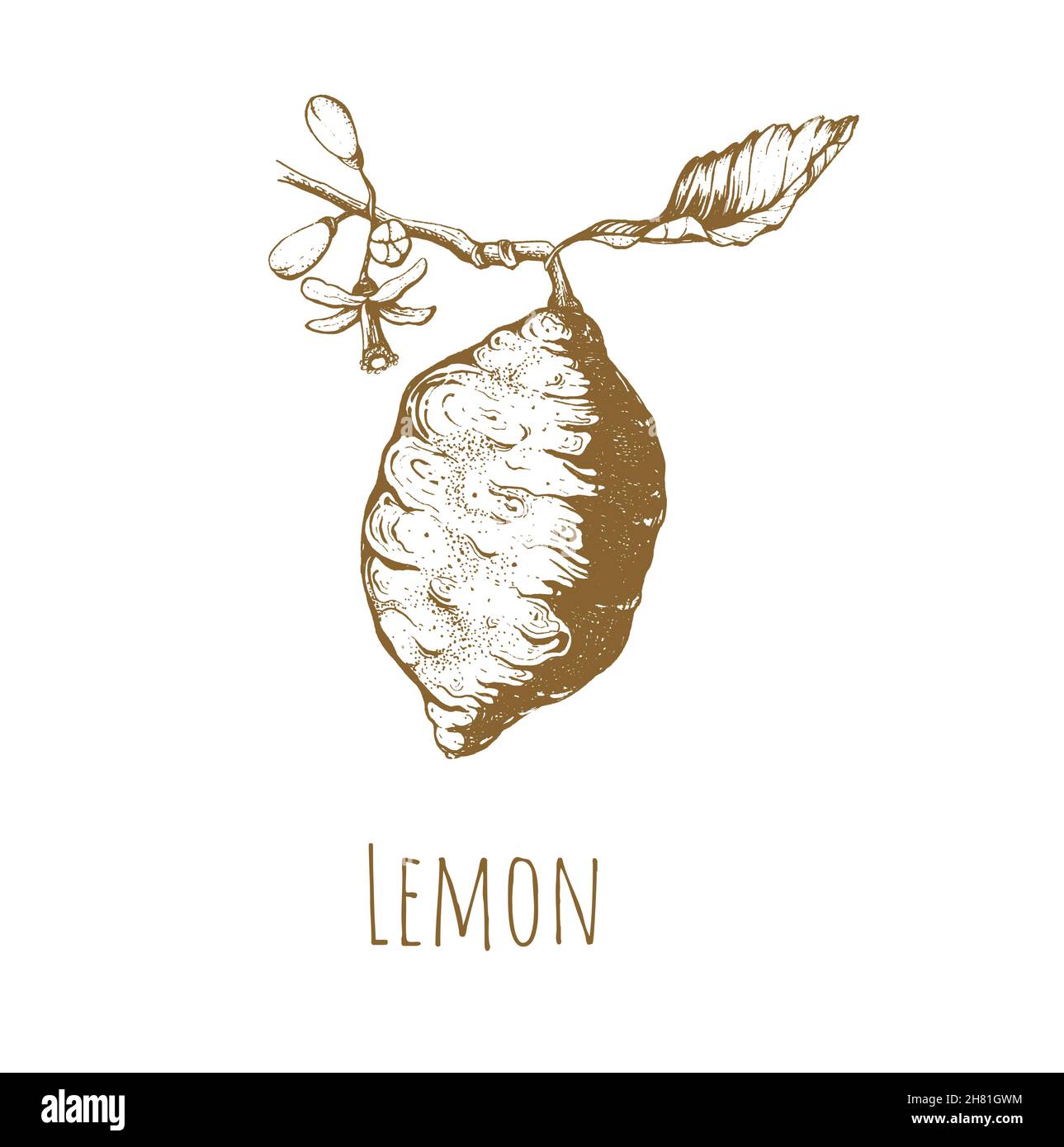 Lemon hand drawing vector illustration Stock Vector Image & Art - Alamy