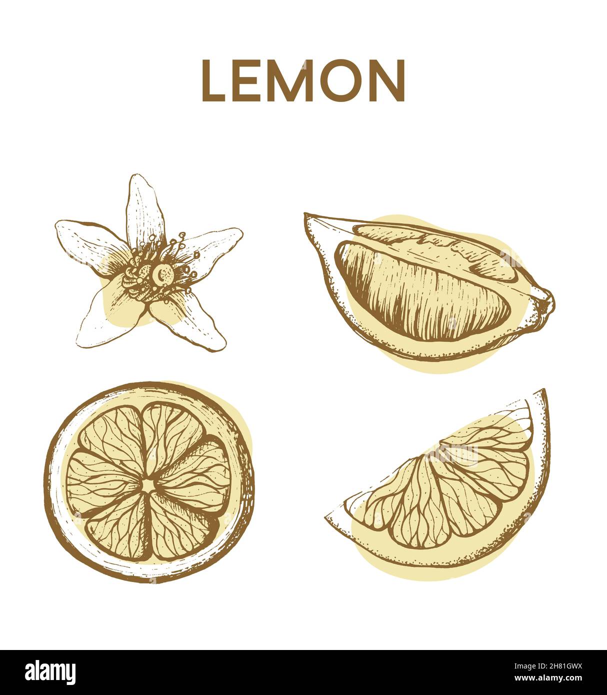 Drawing Of Lemon