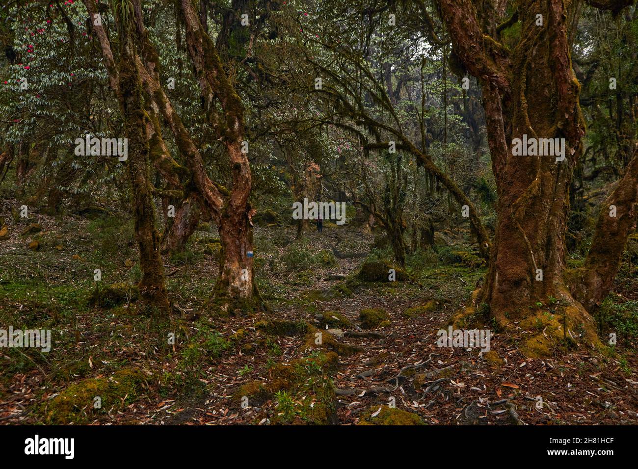 Mystical forest in Nepal. , Annapurna Conservation Area .April of ...