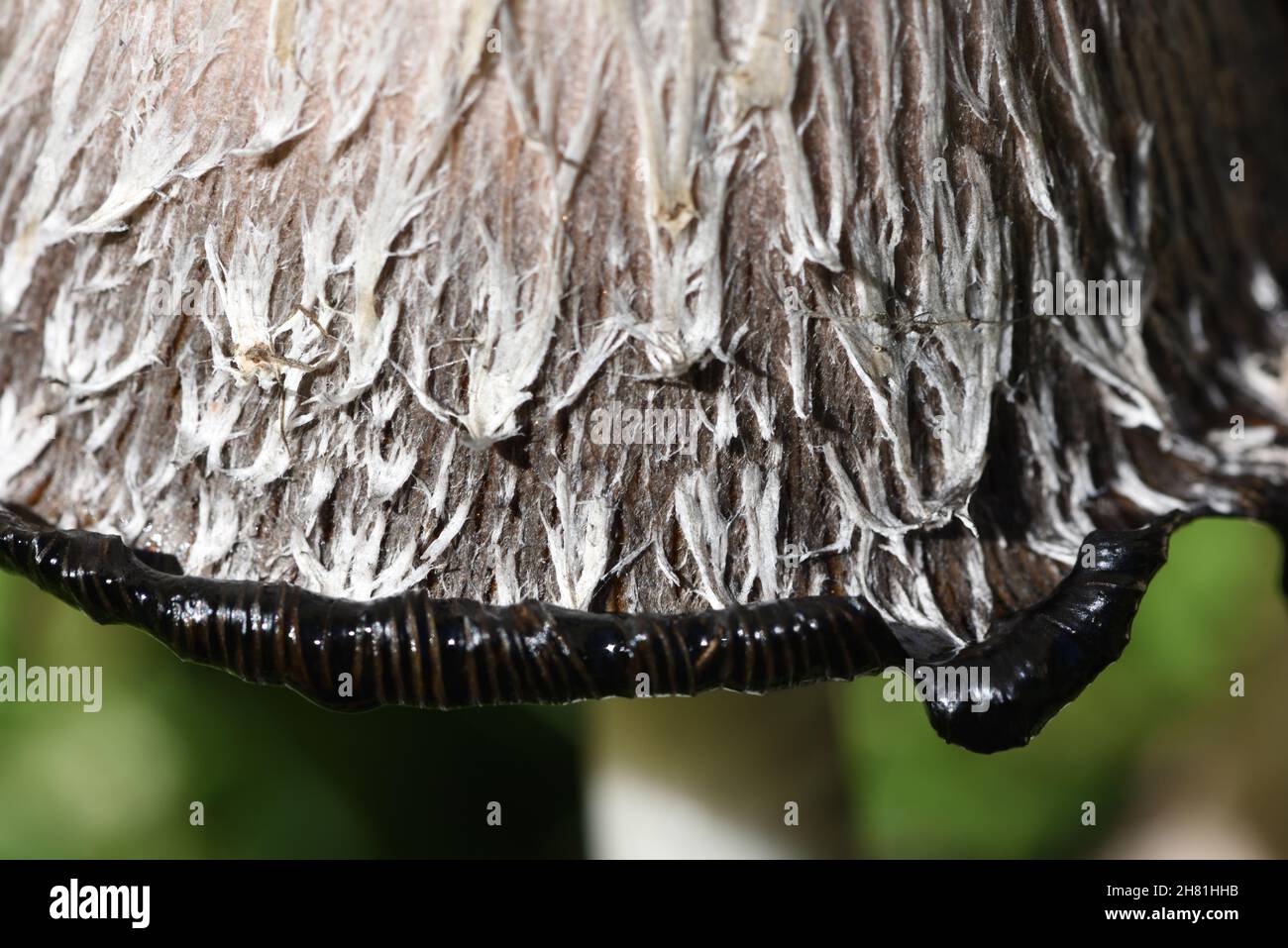 Ink fungus hi-res stock photography and images - Alamy