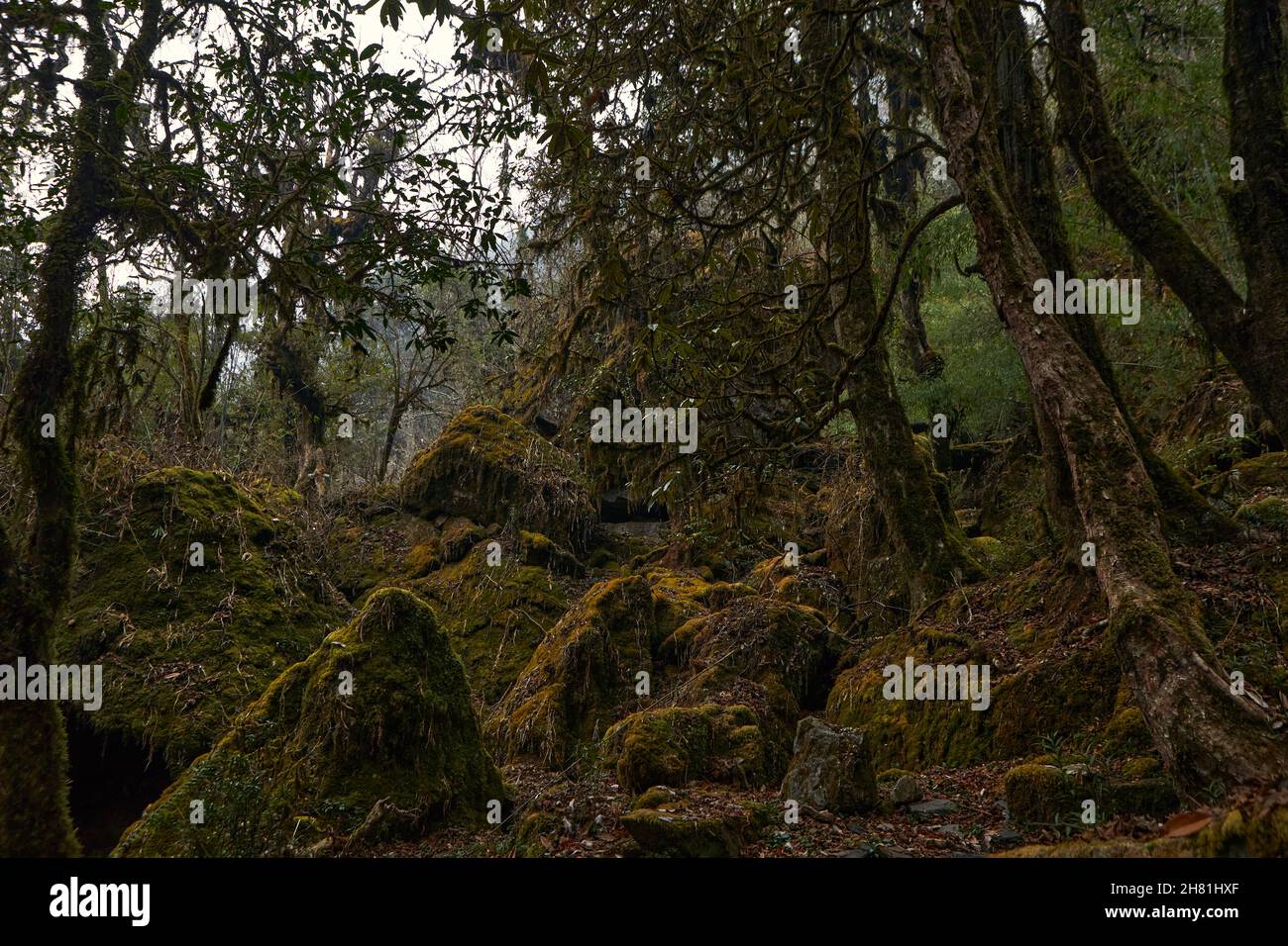Mystical forest in Nepal. , Annapurna Conservation Area .April of ...