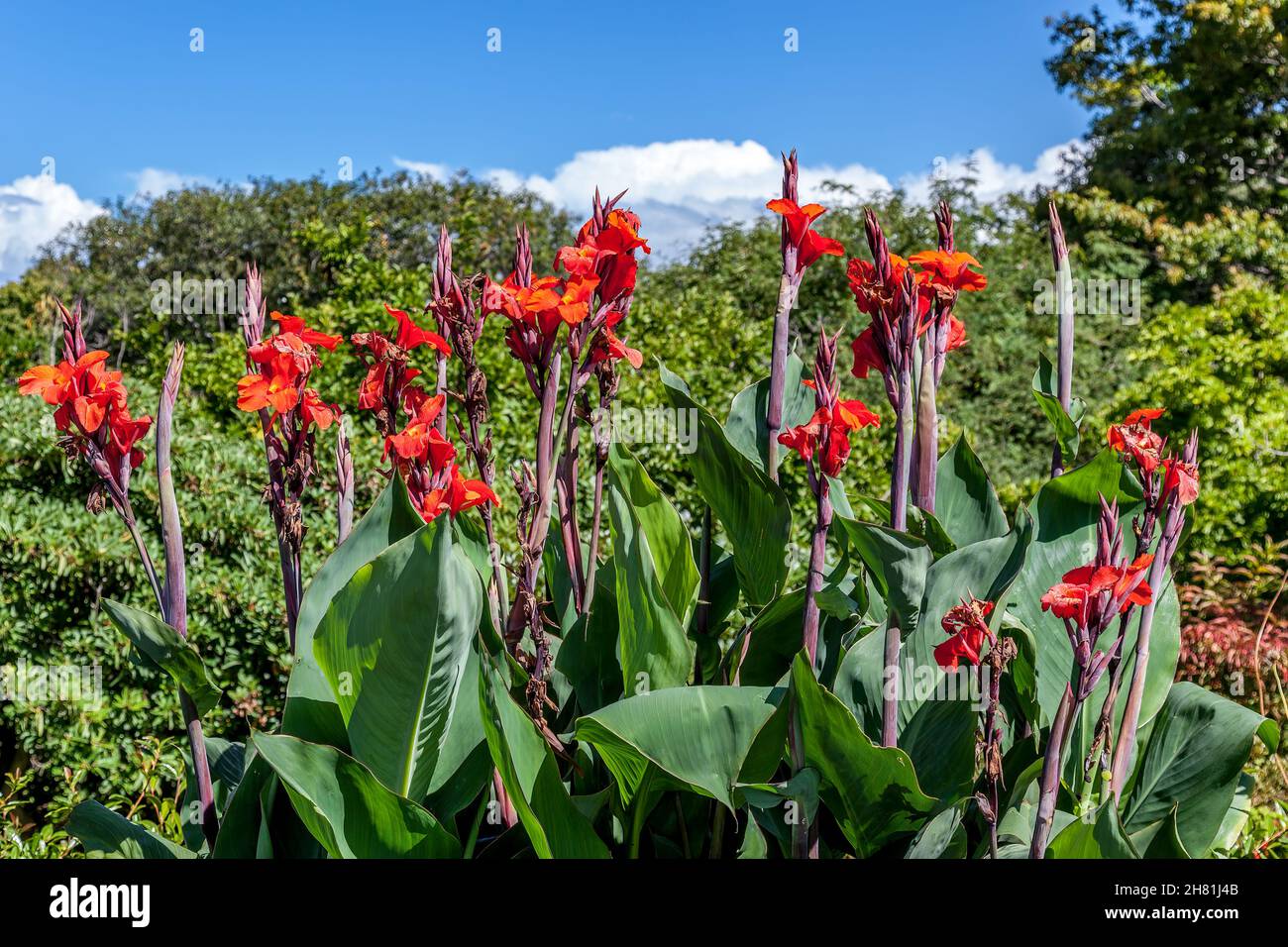 Canna x generalis flowering in New Zealand Stock Photo - Alamy
