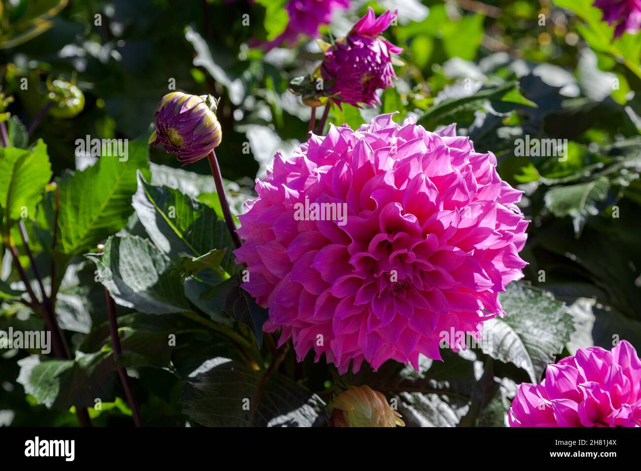 Pink flower new zealand hi-res stock photography and images - Alamy