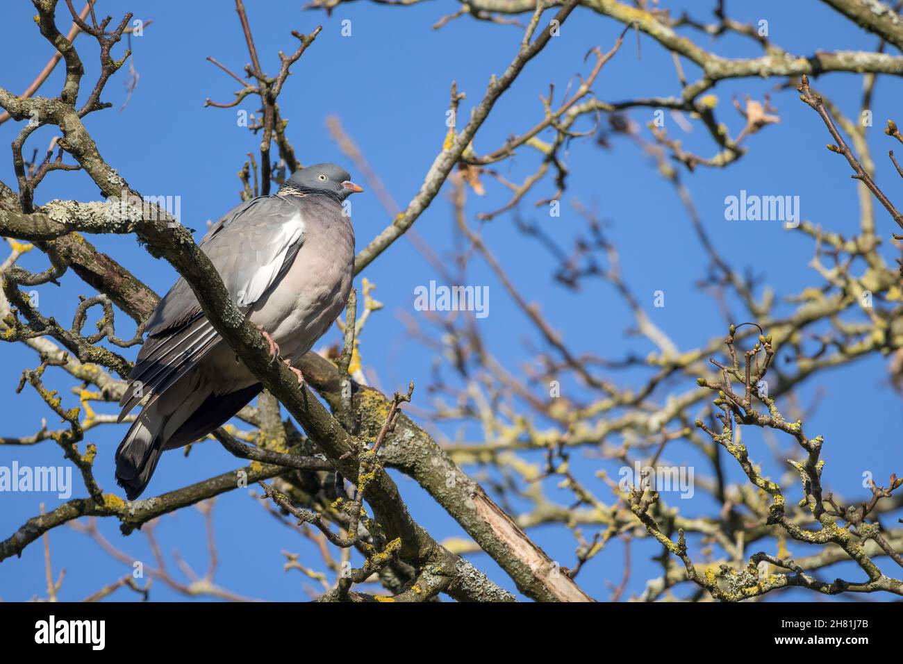 Common wood pigeon on tree hi-res stock photography and images - Alamy