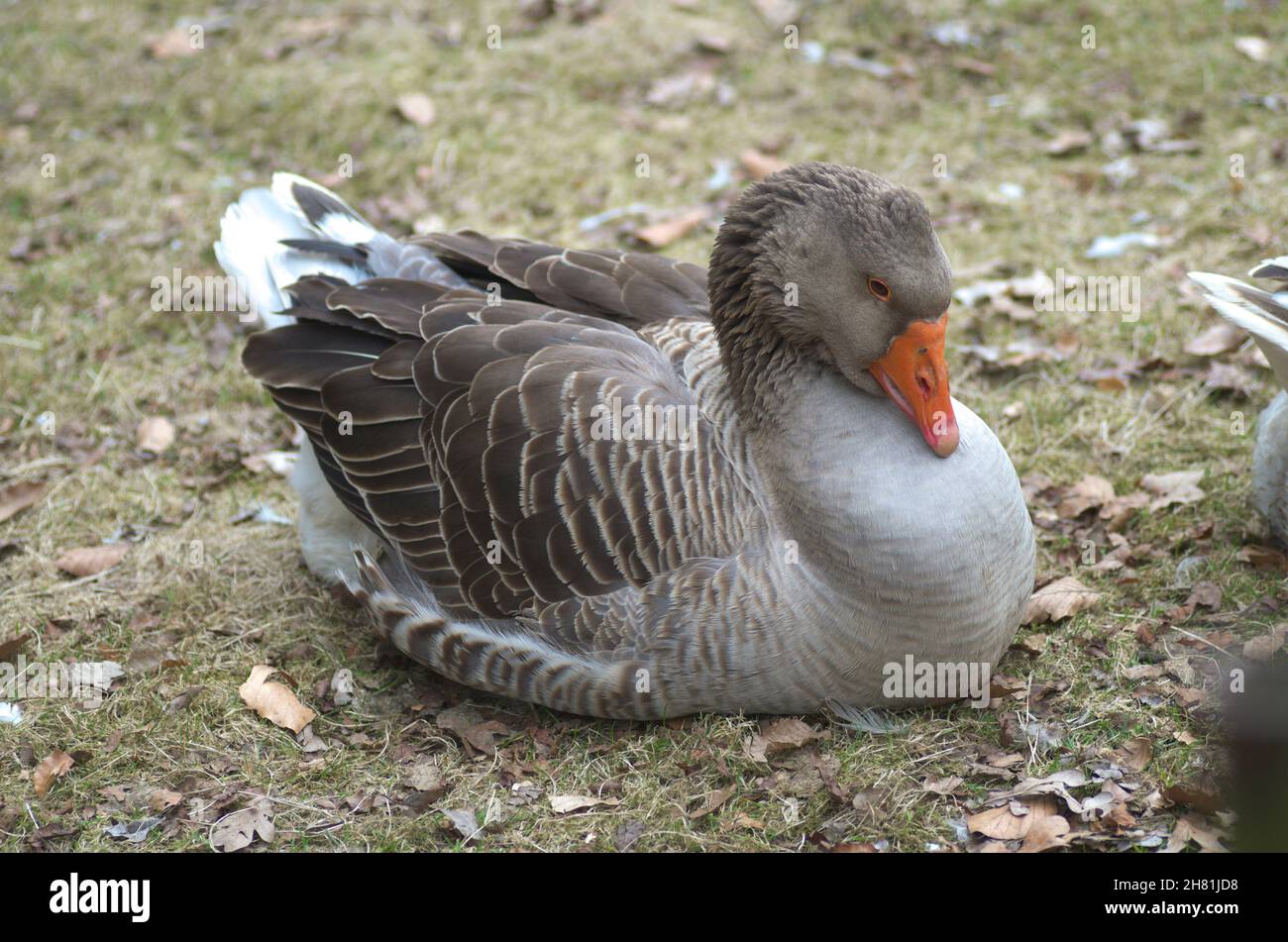 Grey Goose lying on the ground Stock Photo - Alamy