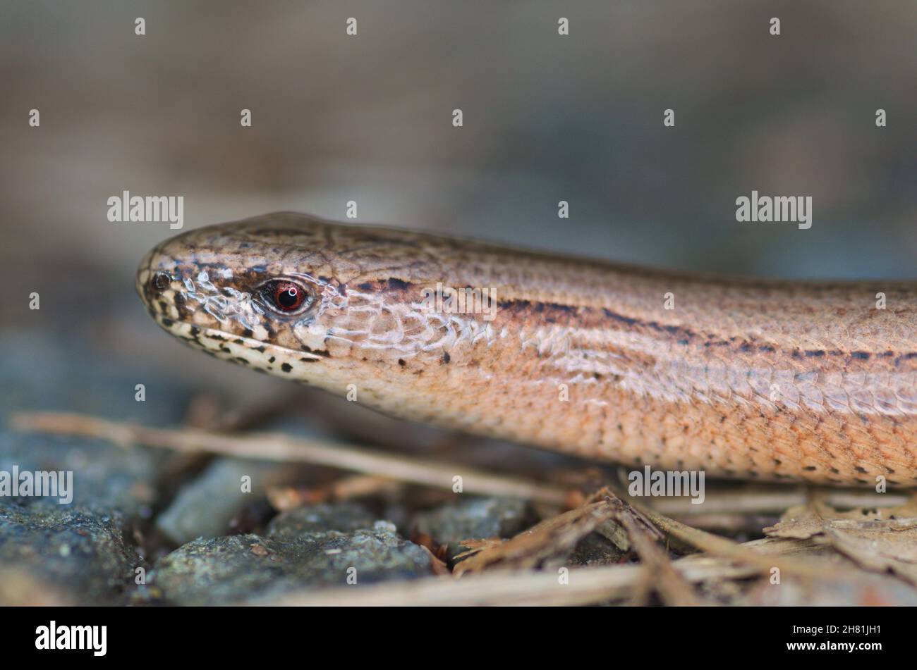 Slow Worm or Blind Worm, Anguis fragilis. Slow Worm lizards are often ...
