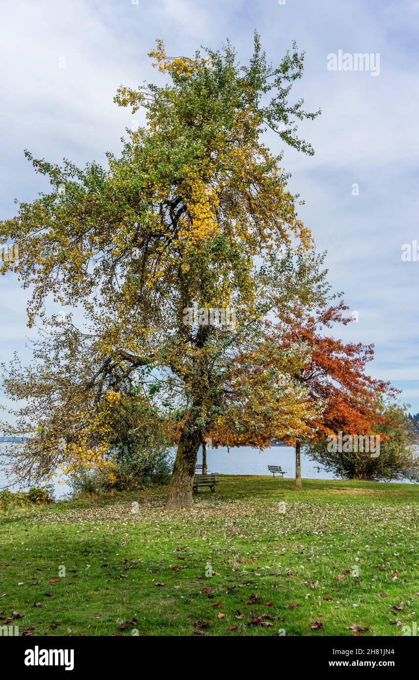 A view of a colorful stately autumn tree on a lake shoreline in Seattle ...