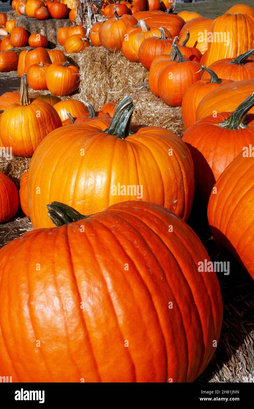 Gourds native american hi-res stock photography and images - Alamy