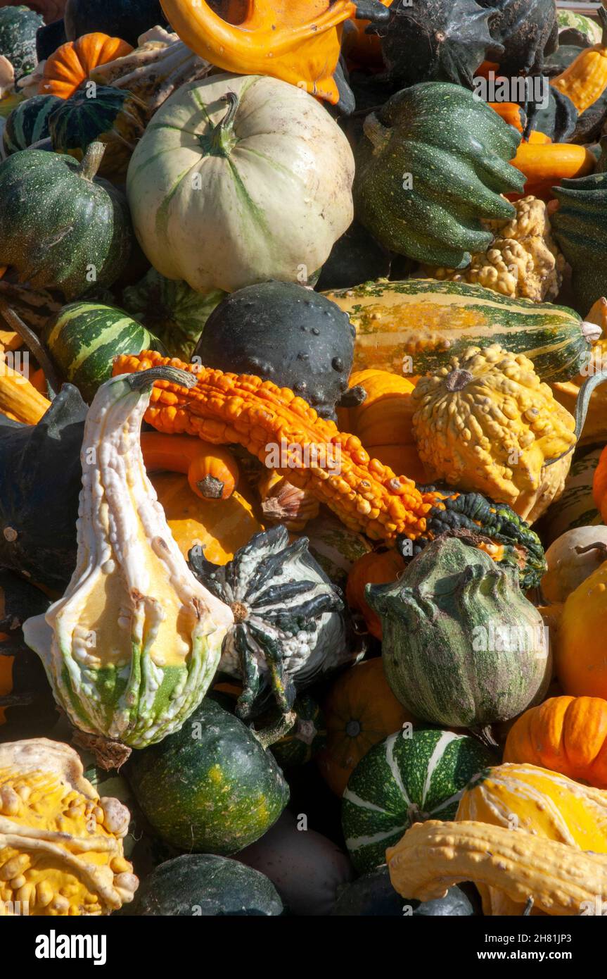 Fall harvest of gourds in central Oregon Stock Photo - Alamy