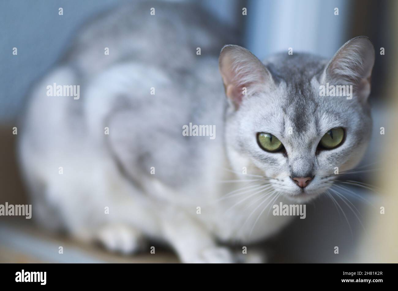 Looking pretty in silver hi-res stock photography and images - Alamy