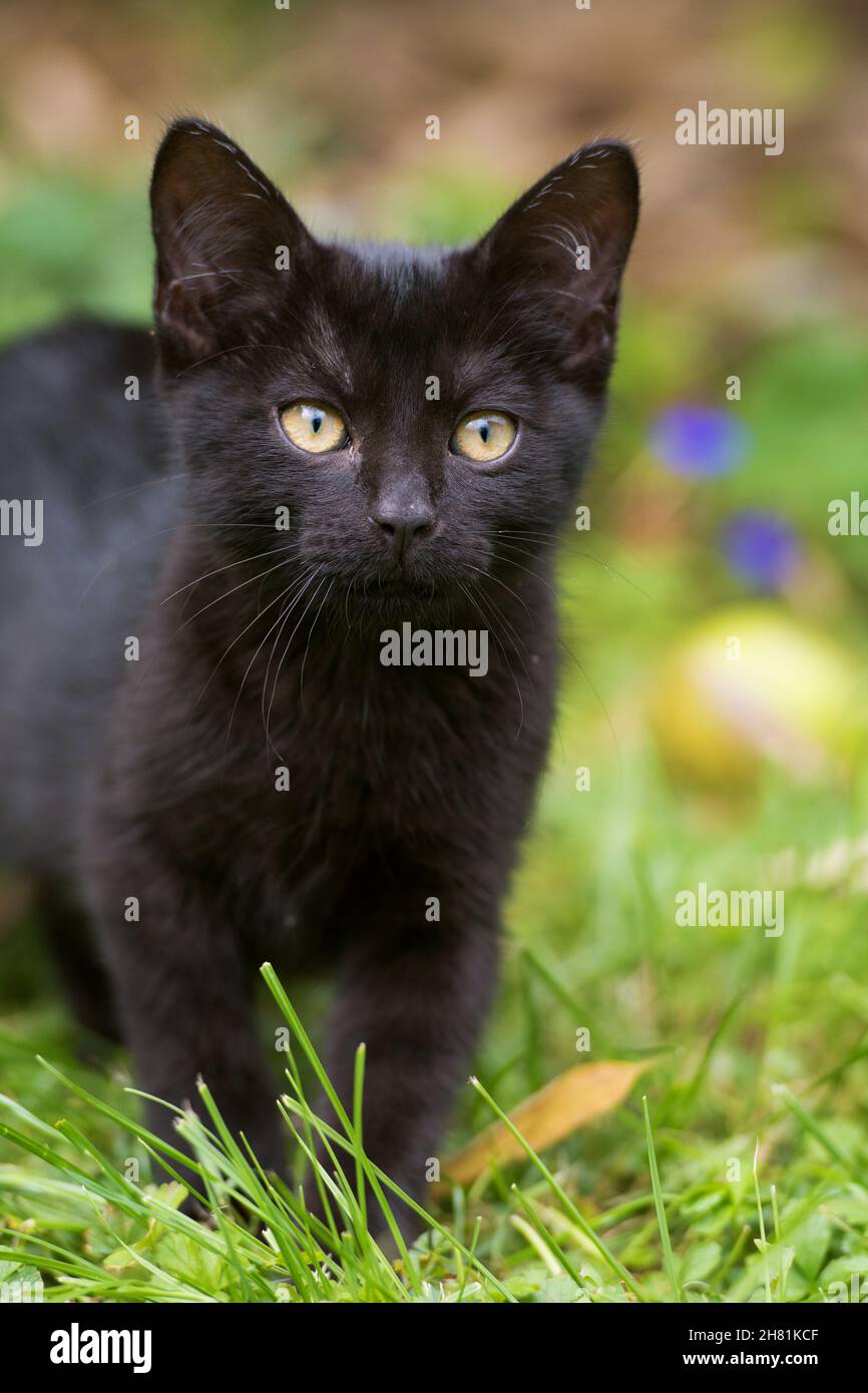 Young black cat in a garden Stock Photo - Alamy