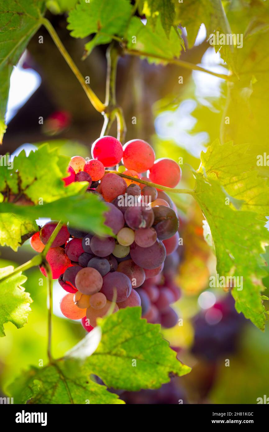 Autumn grape harvest hi-res stock photography and images - Alamy