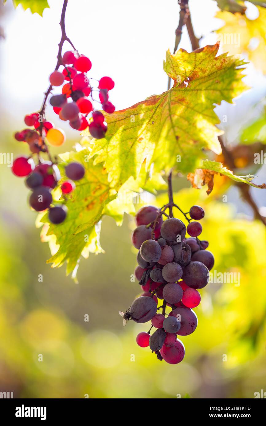 Autumn - The new vintage wine grape variety is ready Stock Photo - Alamy