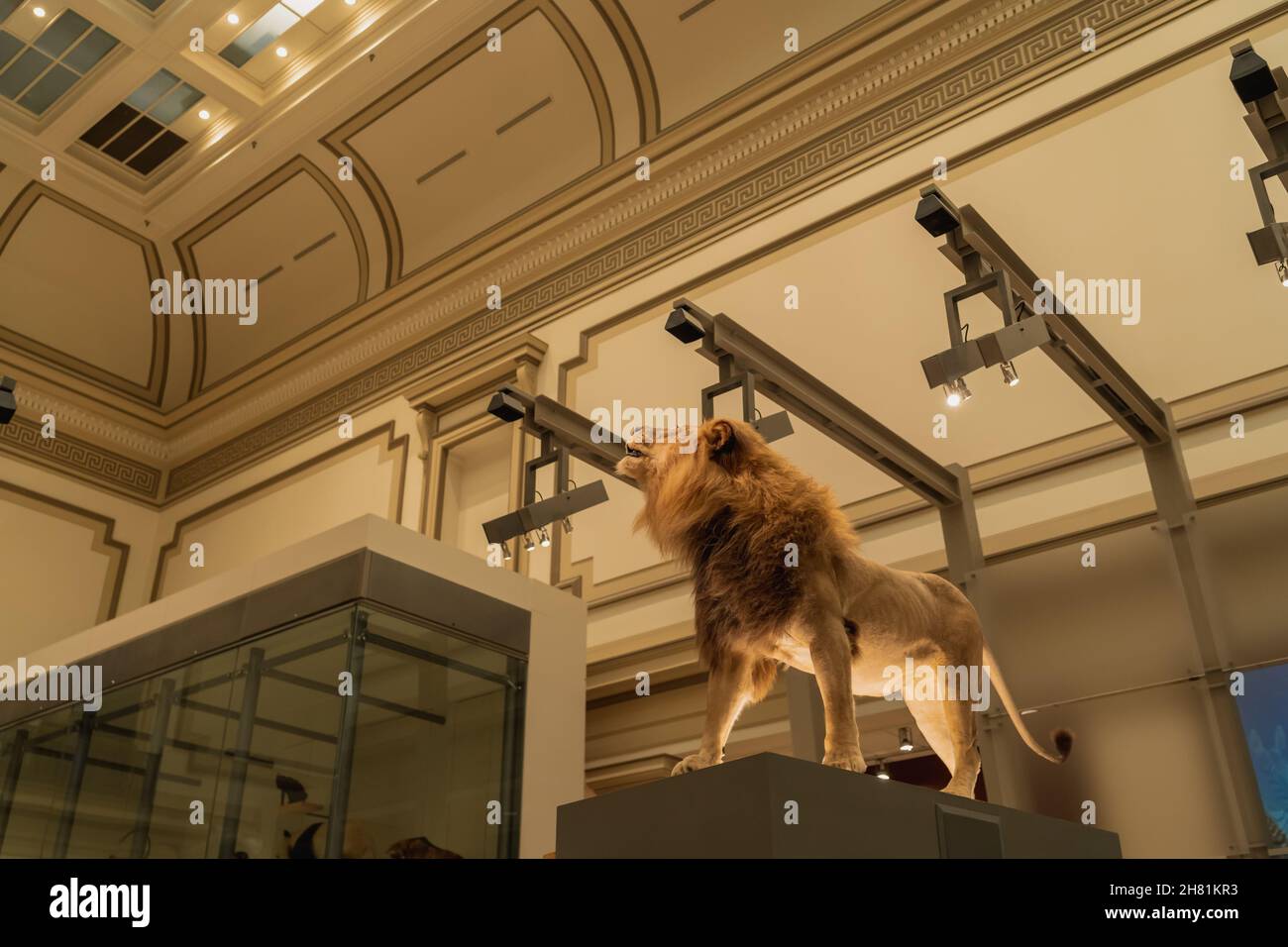 Lion replica mount in Smithsonian Stock Photo - Alamy