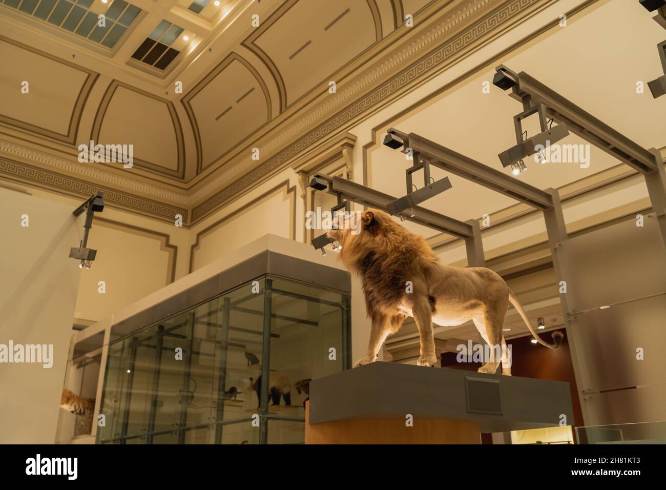Lion replica mount in Smithsonian Stock Photo - Alamy
