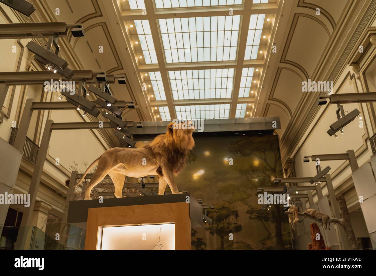 Lion replica mount in Smithsonian Stock Photo - Alamy