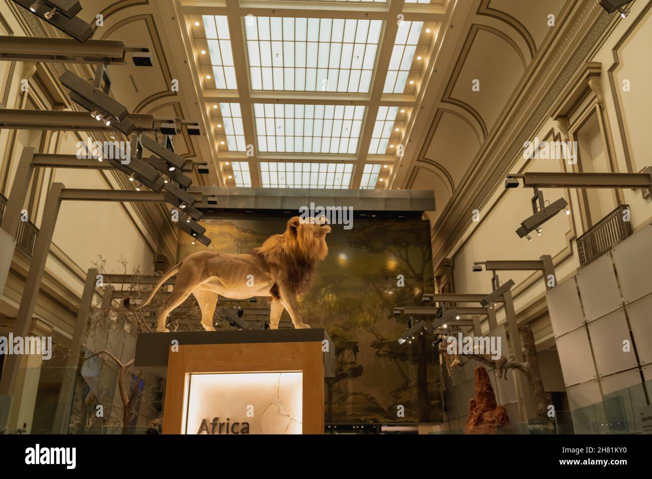 Lion replica mount in Smithsonian Stock Photo - Alamy