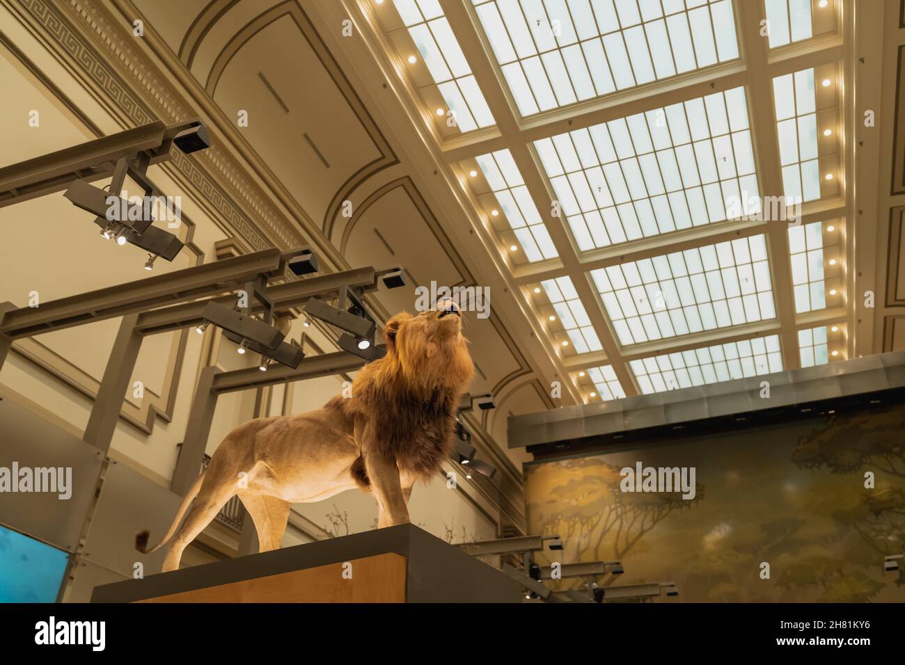 Lion replica mount in Smithsonian Stock Photo - Alamy