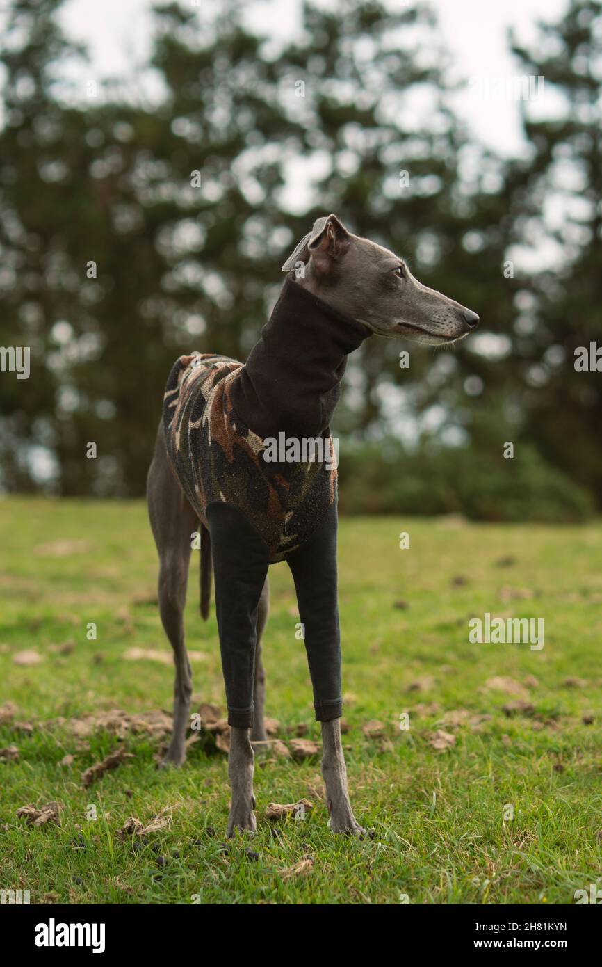 Small grey greyhound on the peak of a mountain in winter Stock Photo ...