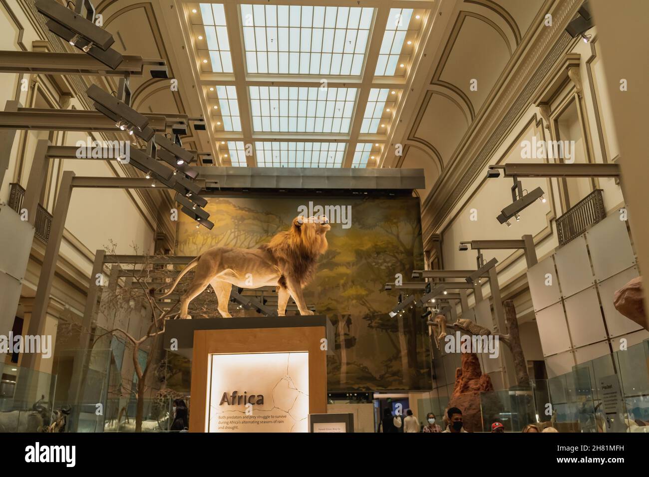 Lion replica mount in Smithsonian Stock Photo - Alamy