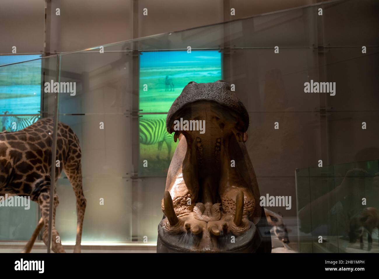 Hippo replica mount in Smithsonian Stock Photo - Alamy