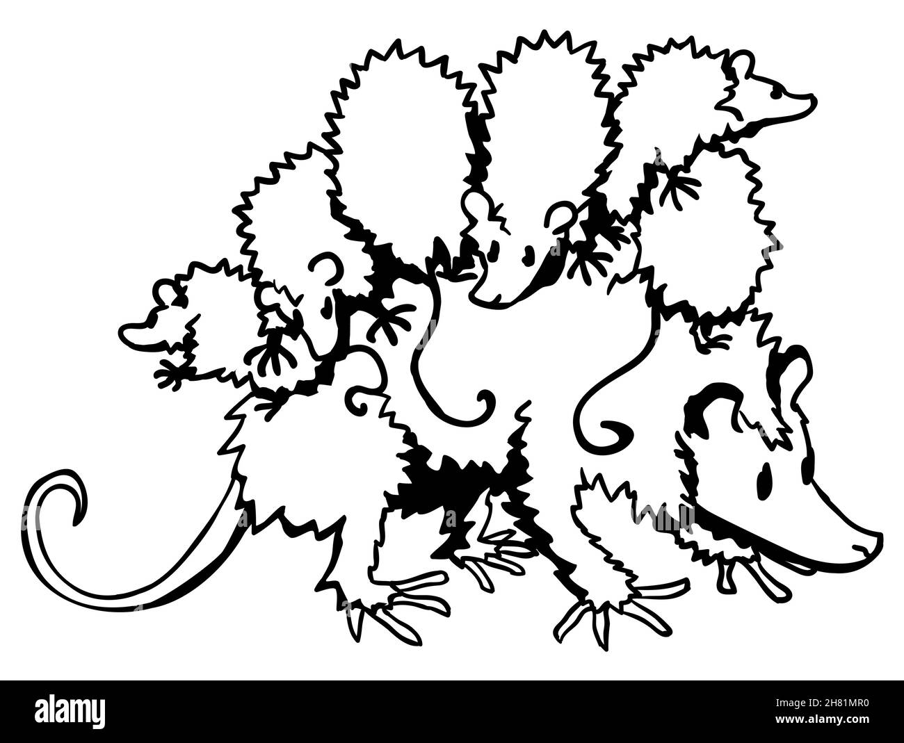 Possum family mother carrying babies on her back cartoon line drawing ...