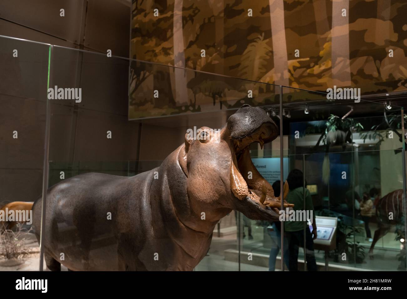 Hippo replica mount in Smithsonian Stock Photo - Alamy