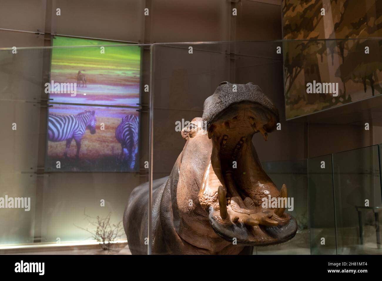 Hippo replica mount in Smithsonian Stock Photo - Alamy